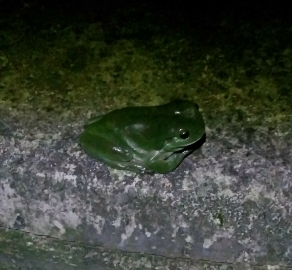 Australian Green Tree Frog in October 2022 by R. Large green tree frog ...