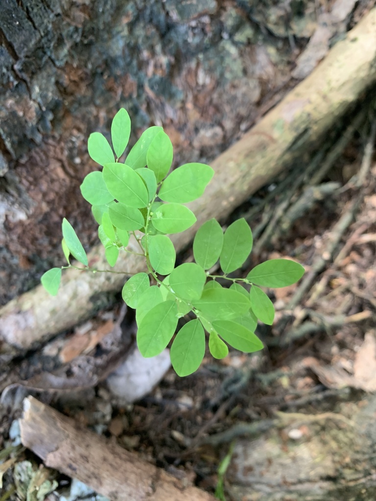 Mascarene Island leaf-flower from 中山路二段249巷, 樹林區, TW on November 7 ...