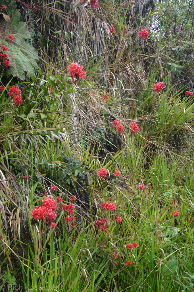 Epidendrum tulcanense from Los Bancos Canton, Ecuador on October 6 ...