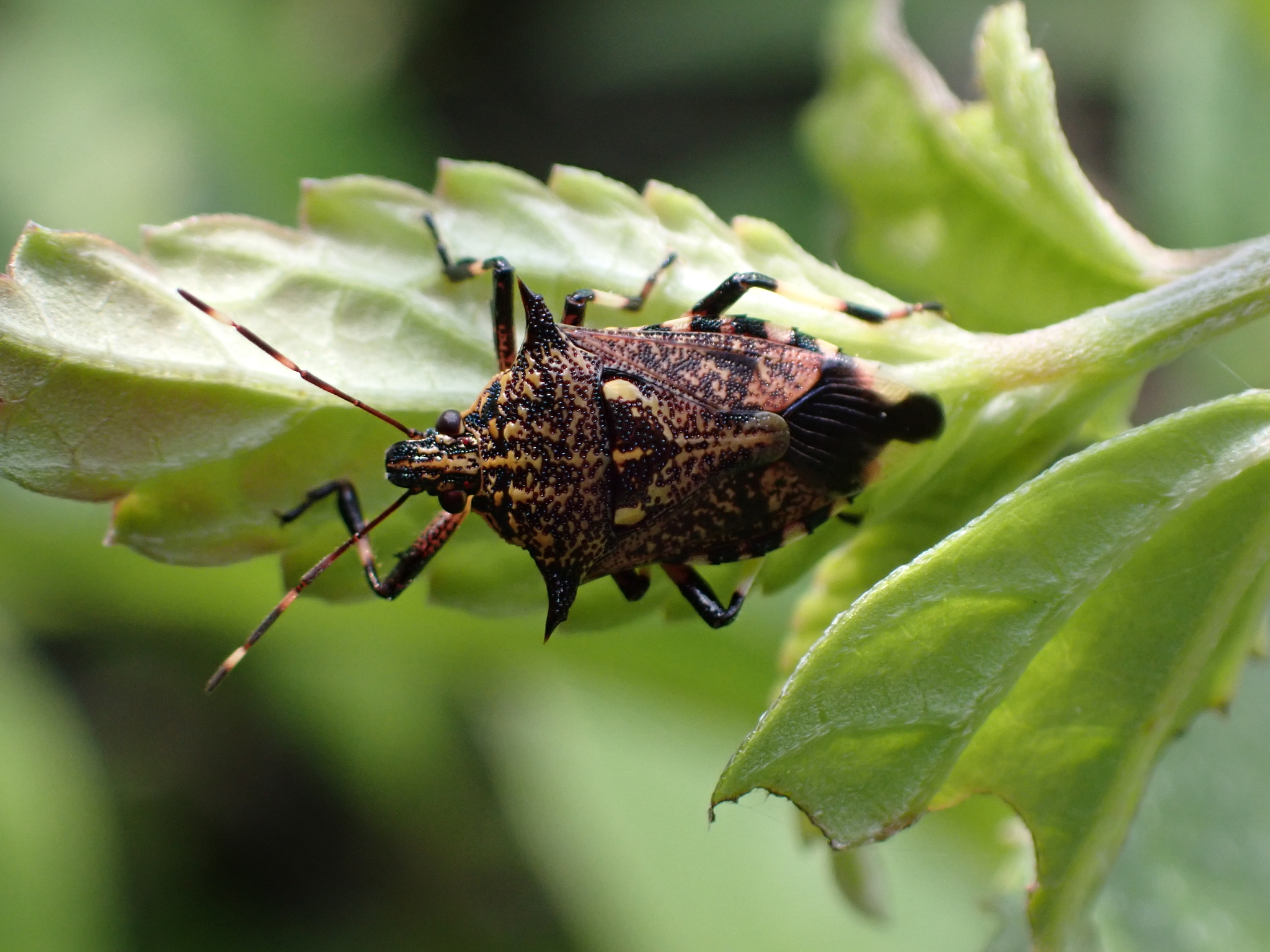 Eocanthecona furcellata (Wolff, 1811)