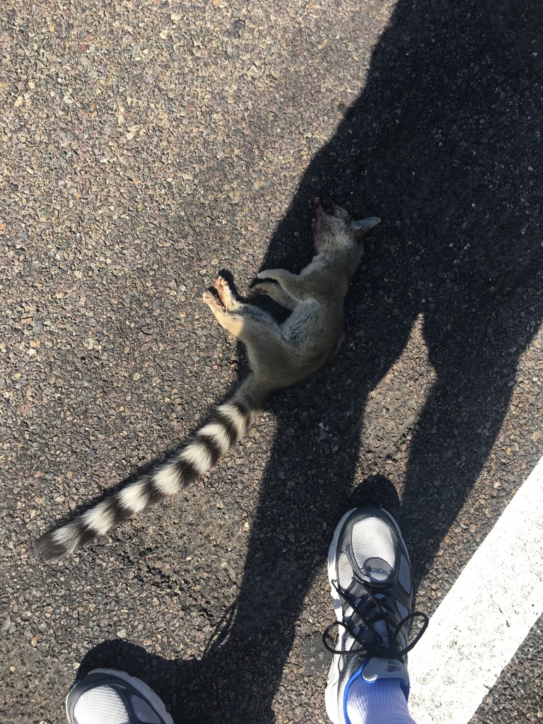 Ringtail from San Diego, California, United States on September 2, 2018 ...