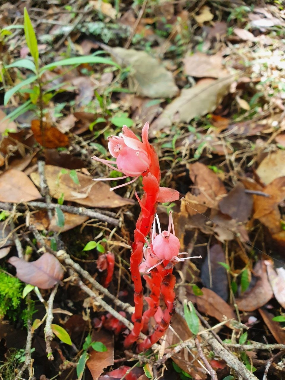 Monotropa coccinea Zucc.