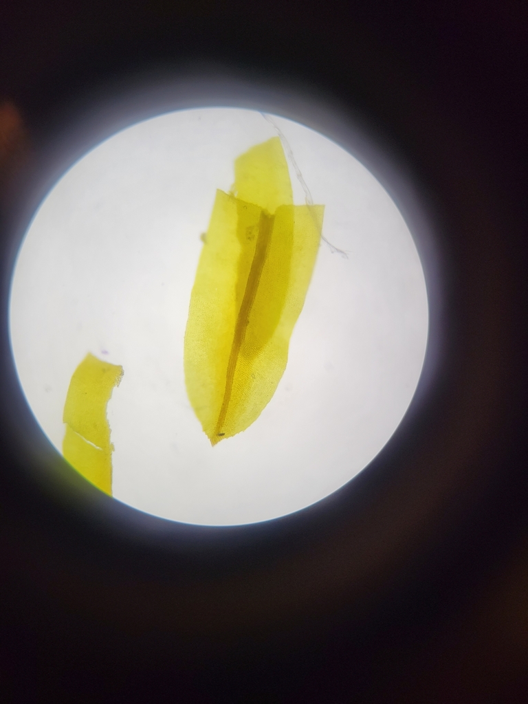 Hyophila Moss (Hyophila involuta) - Botanical Realm