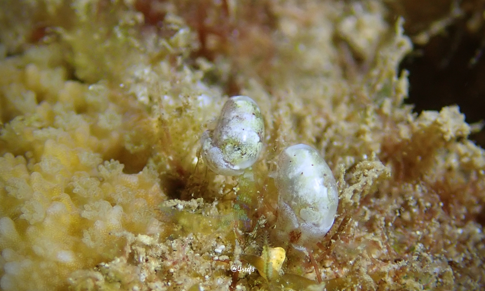 Diniatys dentifer (A.Adams, 1850)