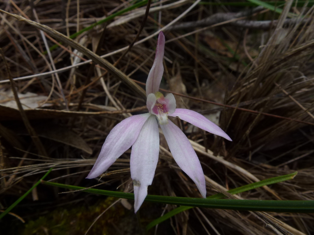 Pink Lady Fingers from Bridgewater Reserve East, South Australia ...