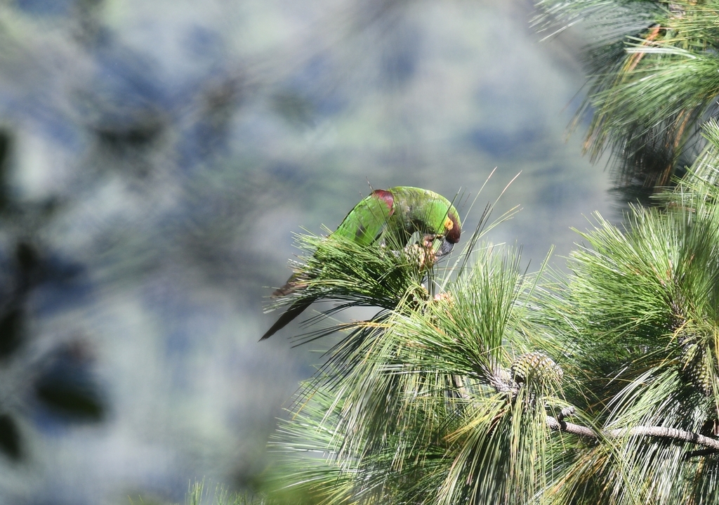 Maroon-fronted Parrot in November 2022 by Ignacio A. Rodríguez ...