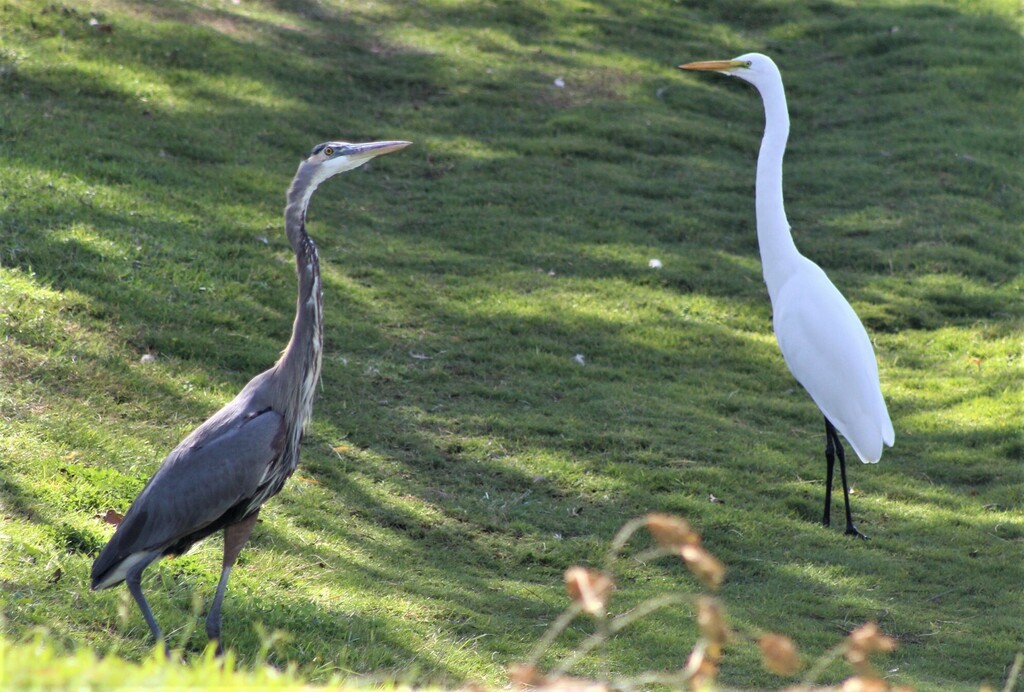 Great Egret from Santee, CA, USA on November 05, 2022 at 10:53 AM by ...