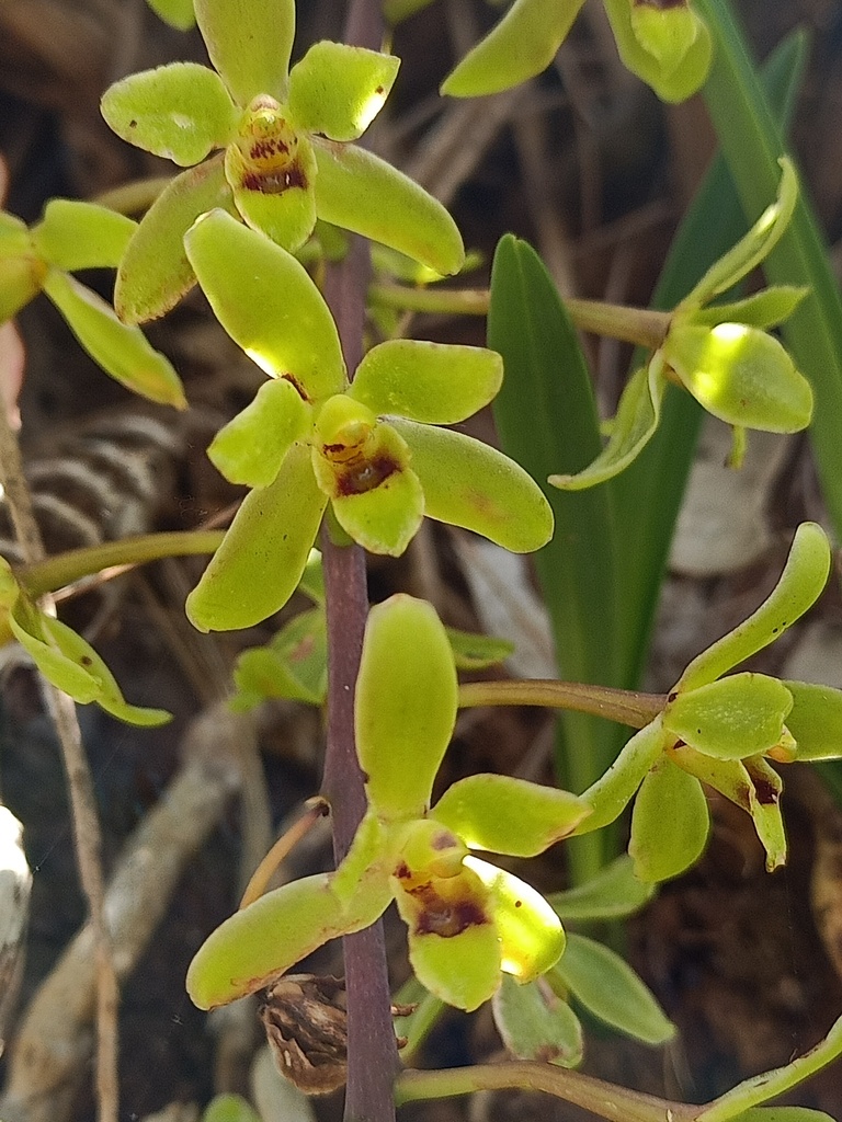 Snake Orchid in November 2022 by Elizabeth Mills · iNaturalist