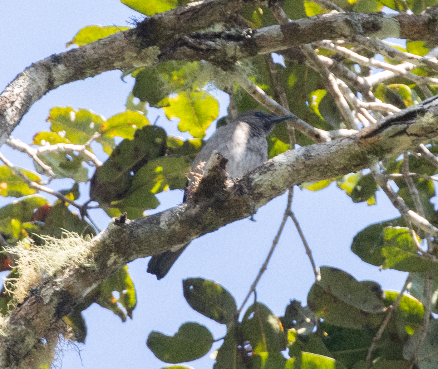 Hartlaubius auratus (Statius Muller, 1776)