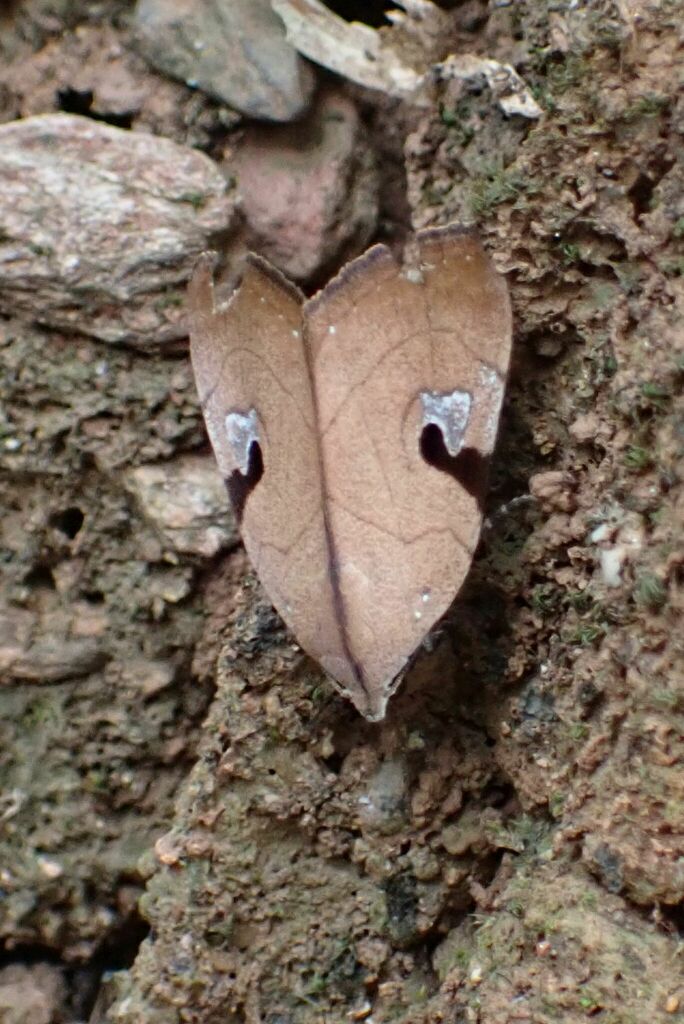 Oglasa nana from Kaalrug, Ehlanzeni District Municipality, South Africa ...