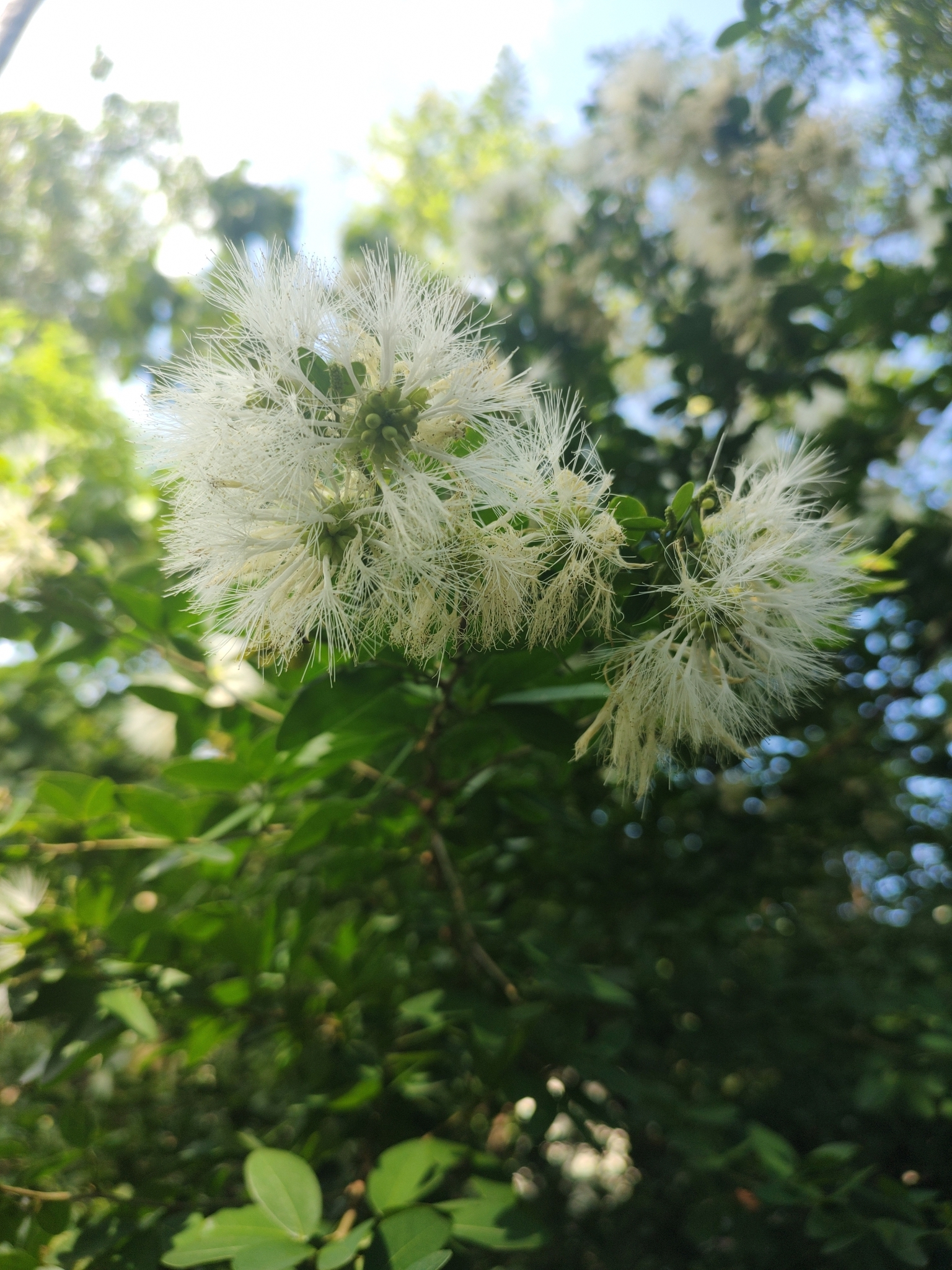 Pithecellobium lanceolatum (Humb. & Bonpl. ex Willd.) Benth.