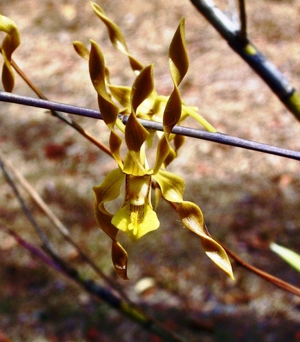 yellow antelope orchid (Dendrobium trilamellatum) · iNaturalist United ...