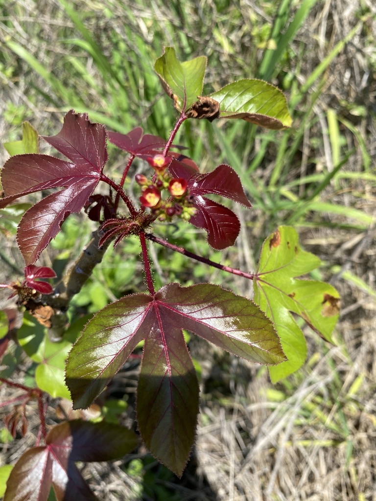 Bellyache Bush from Cape Pallarenda Conservation Park, Pallarenda, QLD ...