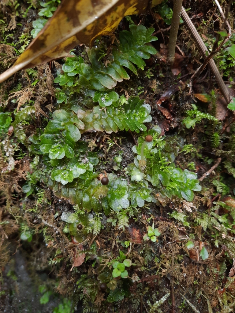 Treubia lacunosa from 9382, New Zealand on November 7, 2022 at 10:44 AM ...