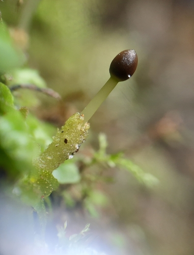 Foto 242139062, (c) Stella Fish, algunos derechos reservados (CC BY ...