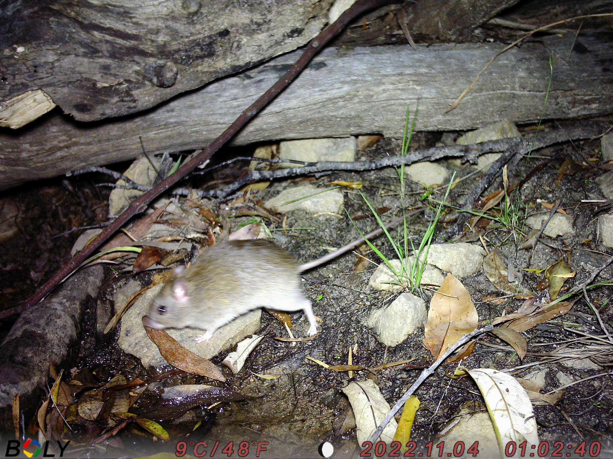 Rattus tunneyi (Thomas, 1904)