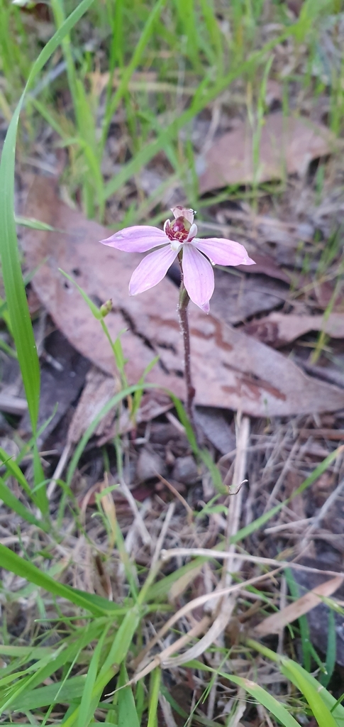 Pink Lady Fingers from Boneo VIC 3939, Australia on November 07, 2022 ...