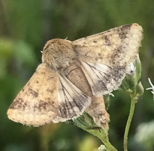 Corn Earworm Moth (Wildlife of Cherry Creek State Park) · iNaturalist