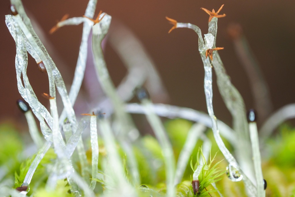 liverworts from West Tamar - Pt B, Tasmania, Australia on October 18 ...