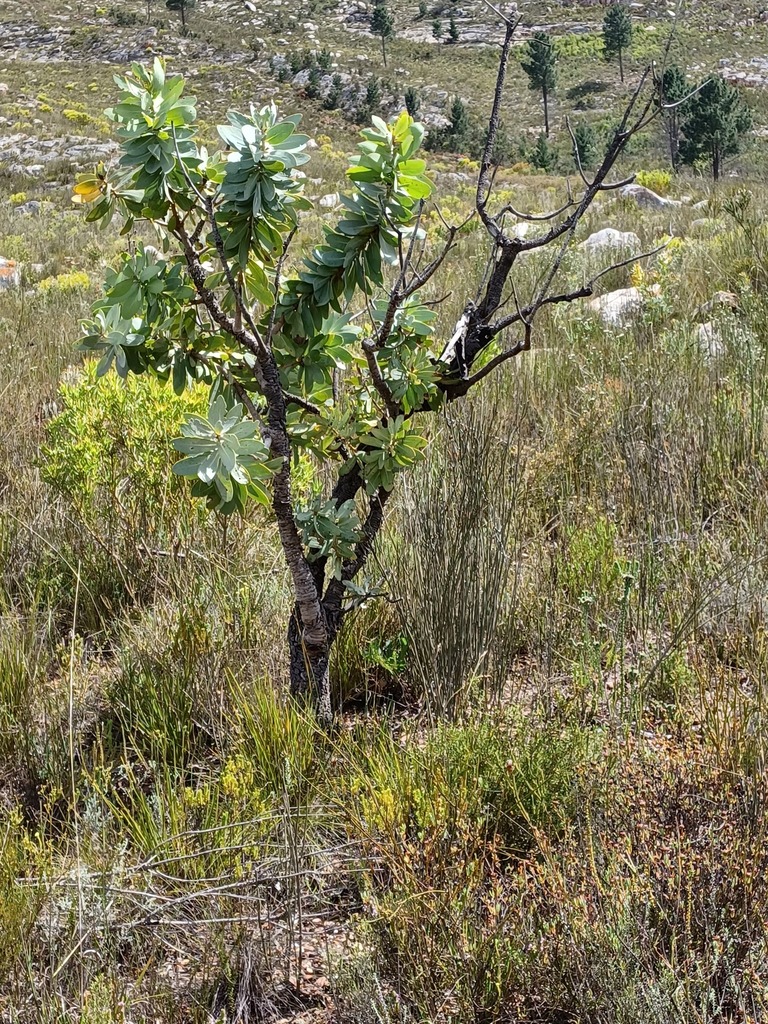 Wagon Tree from Camferskloof, Northern Outeniquas, Southern Cape on ...