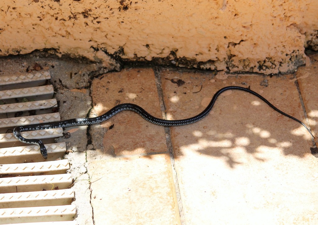 Cuban Lesser Racer from Cayo Coco, Cuba on October 01, 2013 at 02:25 PM ...