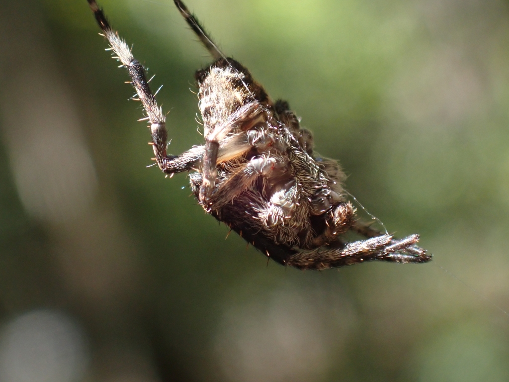 Twig Spiders in November 2022 by Michelle Colpus · iNaturalist