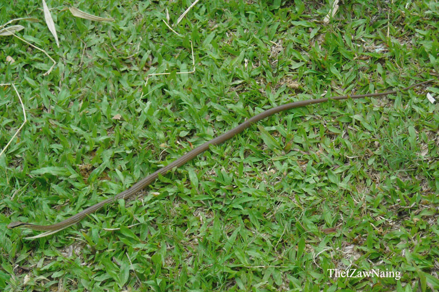 Günther's Reed Snake from Putao, Myanmar (Burma) on April 20, 2009 at ...