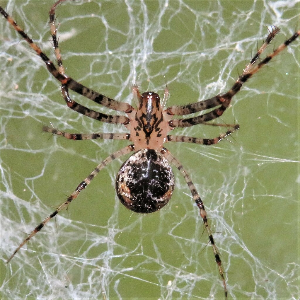 Spotted Pirate Spider from Wallaga Lake NSW 2546, Australia on November ...