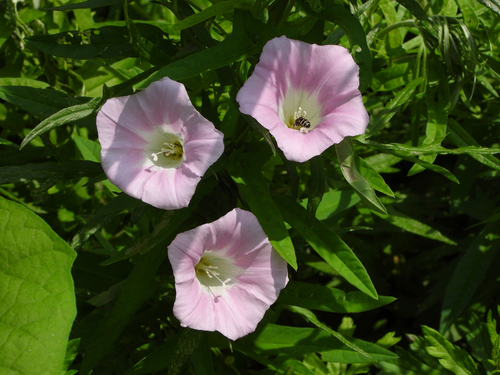 Subspecies Calystegia pellita longifolia · iNaturalist