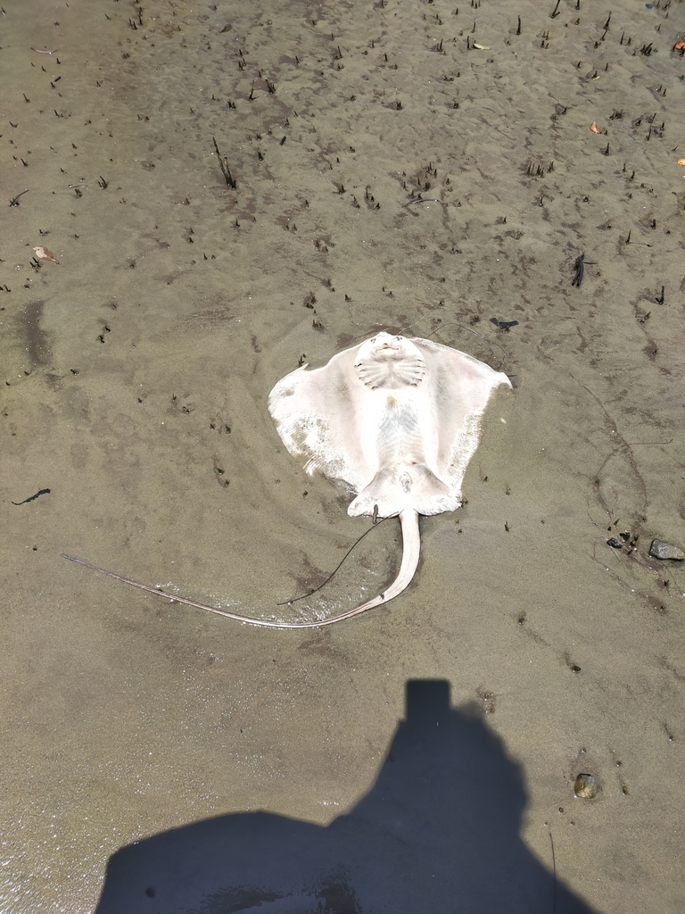 Brown Stingray from Iluka NSW 2466, Australia on October 31, 2022 at 07 ...