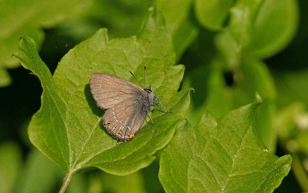 Ilex Hairstreak from 83170 Tourves, Frankreich on June 11, 2022 at 07: ...