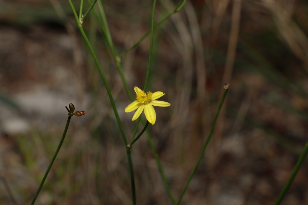 yellow rush-lily from Cooloola QLD 4580, Australia on November 06, 2022 ...