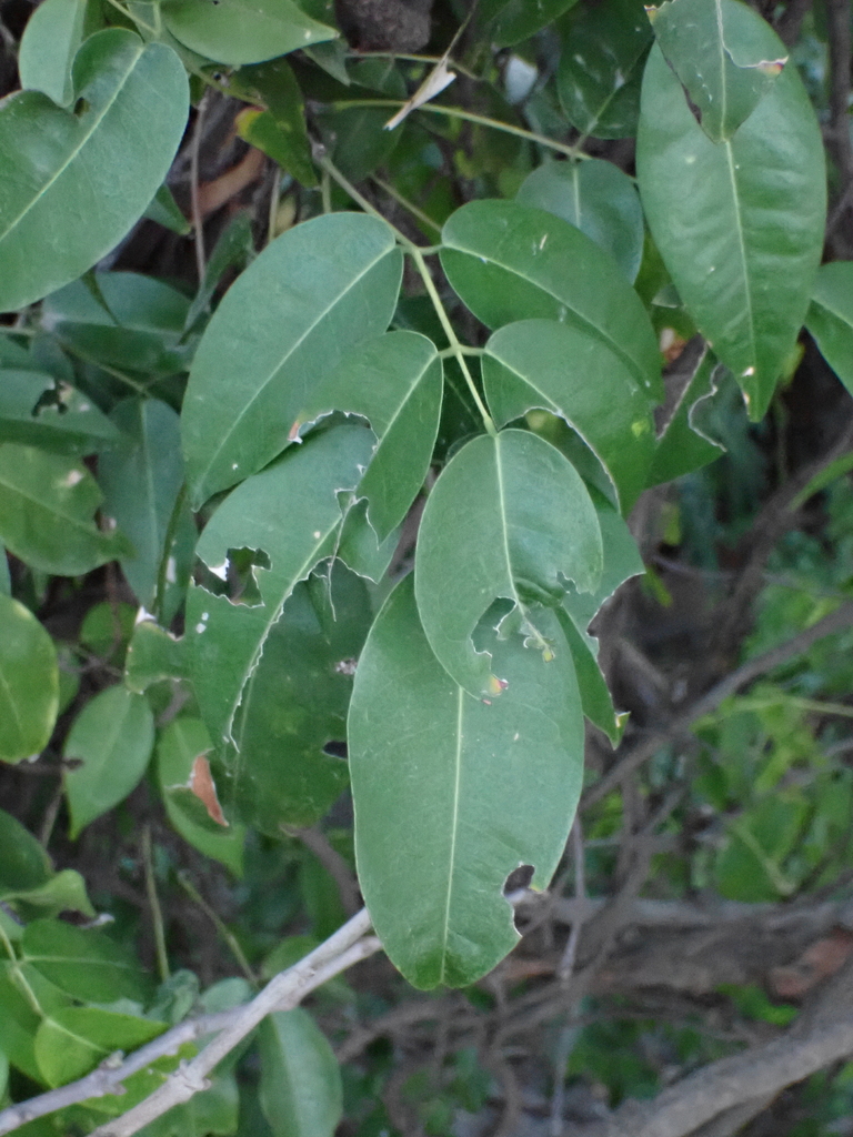 Common Derris from 台灣台南市 on November 07, 2022 at 05:19 PM by 緹 ...