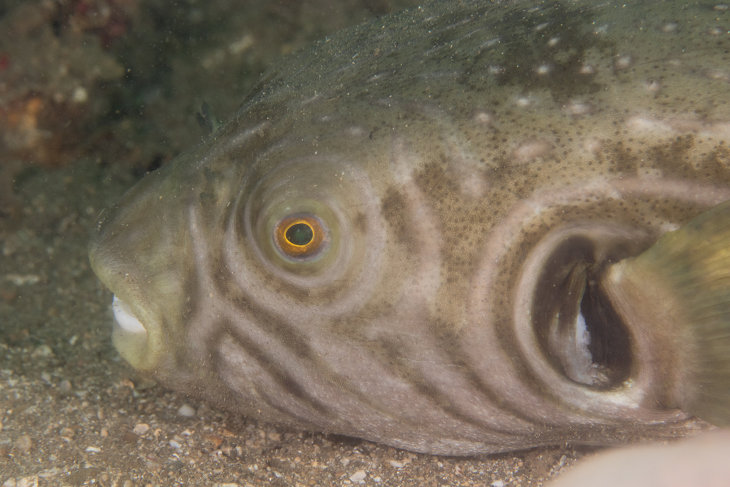 Reticulated Puffer (Arothron reticularis) - Marine Life Identification