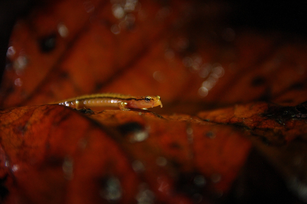 Blue Ridge Two-lined Salamander from Awanita Camp Rd, Marietta, SC, US ...