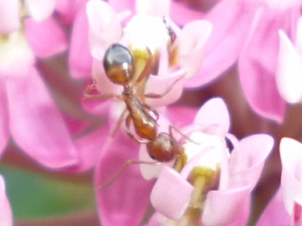Bearded Carpenter ant from Milbern Dr, Potomac, MD 20854, USA on June ...