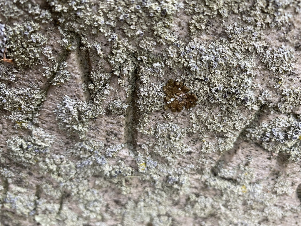 Abraded Camouflage Lichen from Woodlawn Cemetary, Bronx, NY, USA on ...