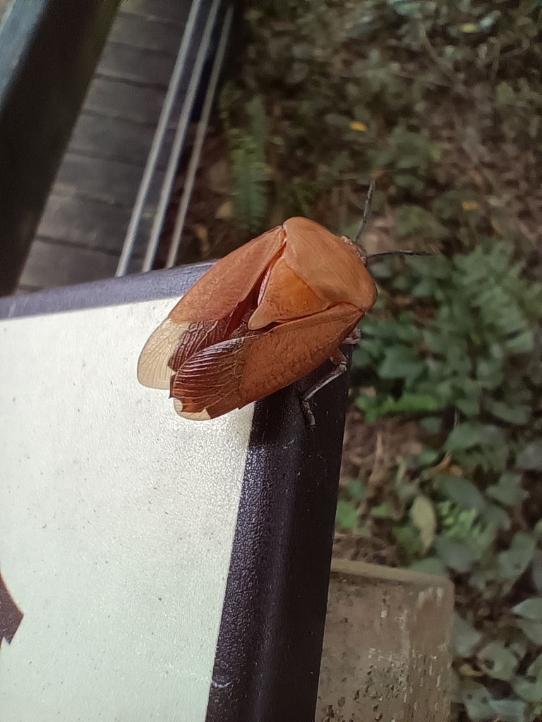 Lychee Stink Bug from 台灣台北 on November 7, 2022 at 11:56 AM by Hua Wan ...