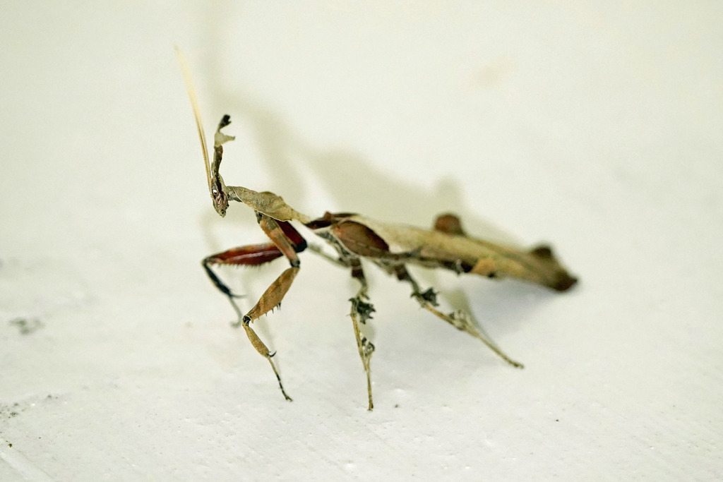 Common Ghost Mantis from HouseKonza on October 23, 2022 at 08:23 PM by ...