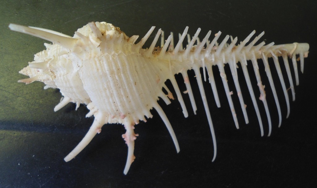 Venus' Comb Murex from Enrique Villanueva, Siquijor, Philippines on ...