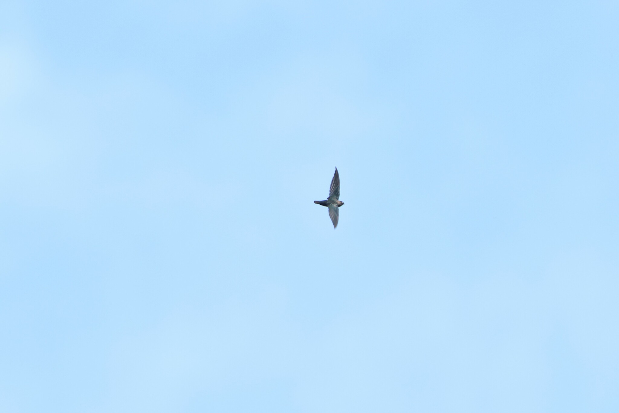 Collocalia affinis Beavan, 1867