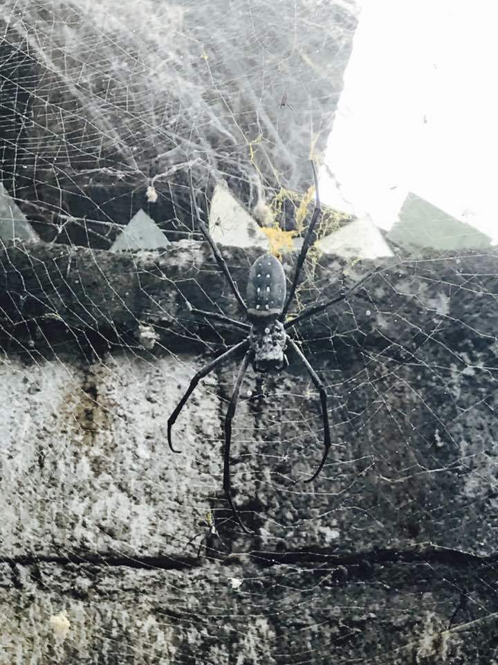 Batik Golden Web Spider from Bali on July 6, 2017 at 12:59 PM by ...