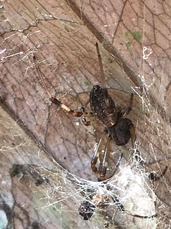 Asian Hermit Spider from Bali on May 22, 2018 at 11:53 PM by Tristak87 ...