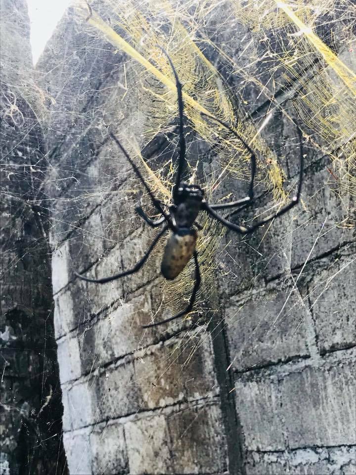 Nephila vitiana from Bali on May 22, 2018 at 11:53 PM by Tristak87 ...