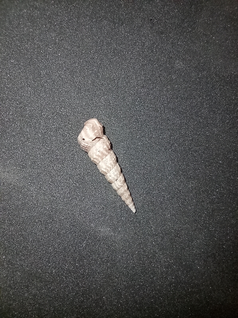 Turritella nodulosa from Manzanillo, Col., México on November 07, 2022 ...