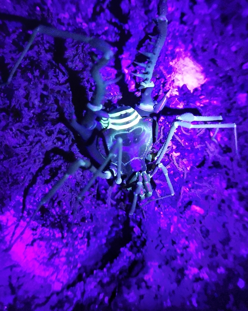 Sadocus asperatus from Punucapa, Valdivia, Los Ríos, Chile on November ...