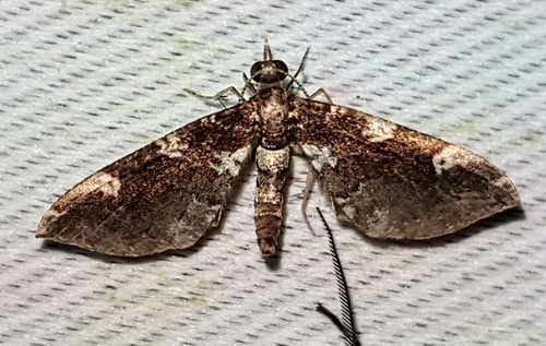 Psaliodes confusa · iNaturalist Mexico