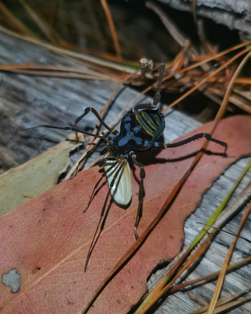 Sadocus asperatus from Punucapa, Valdivia, Los Ríos, Chile on November ...