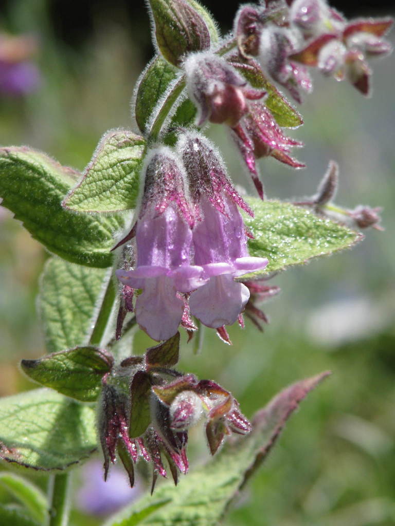 fragrant pitcher sage (Lepechinia fragrans) - Botanical Realm