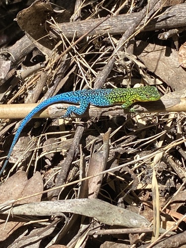 Blue-Green Smooth-throated Lizard (Liolaemus tenuis) - Snakes and Lizards